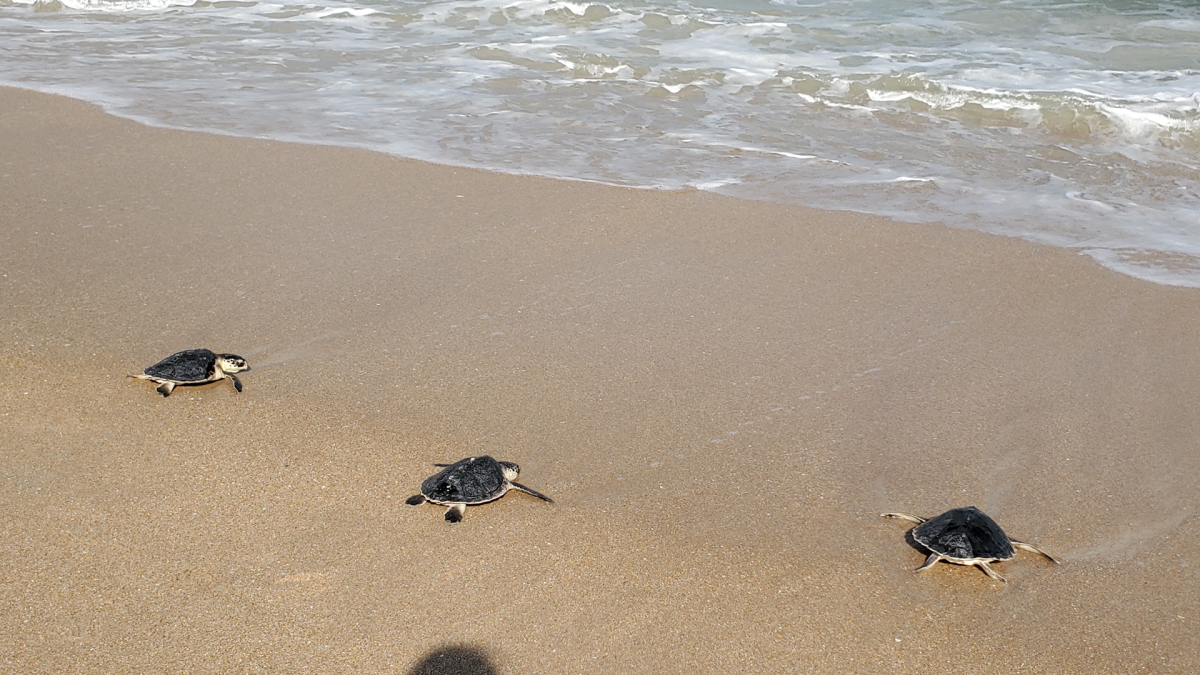 Endangered Sea Turtles Return to Wild After Weeks of Care – NBC 6 South ...