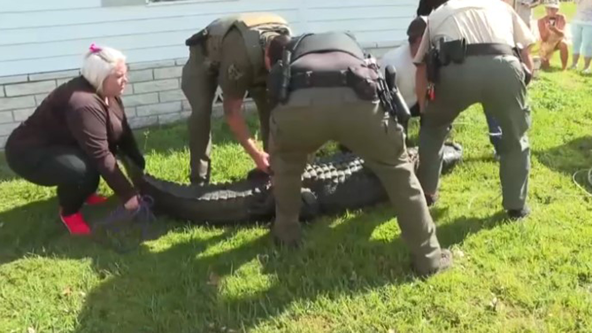 ‘It’s Too Late!’: Frantic 911 Calls Detail Elderly Florida Woman’s ...