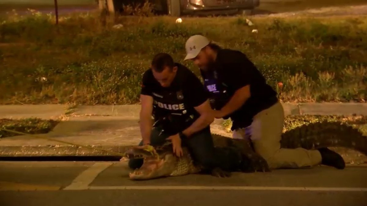 Video of Giant Gator Being Captured After Roaming Streets Near Tampa ...