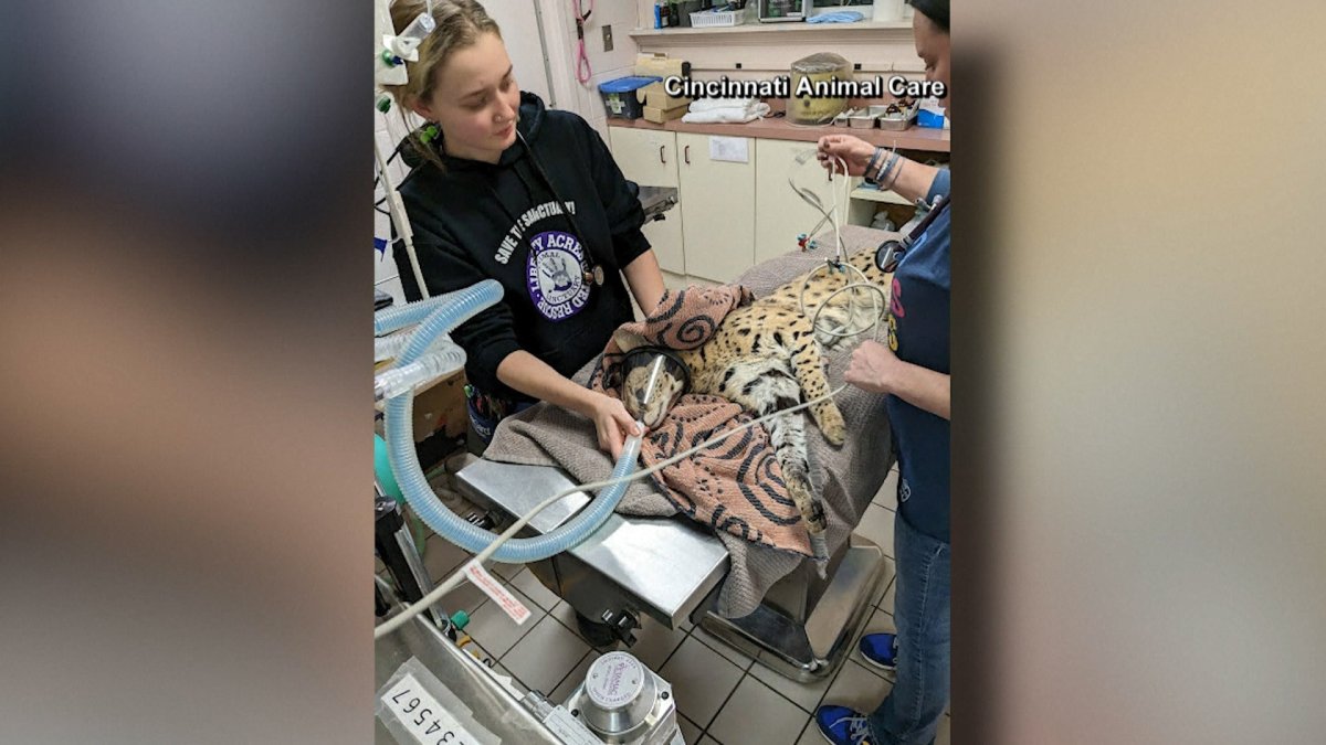 Exotic Cat Recovering After Consuming Cocaine – NBC 6 South Florida