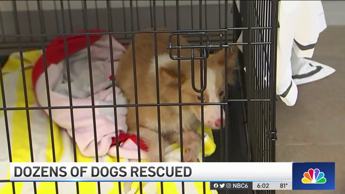 Dozens of Dogs Rescued From Dania Beach Home – NBC 6 South Florida
