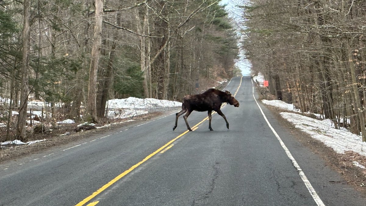 Two Moose Caught on Camera in Connecticut – NBC 6 South Florida