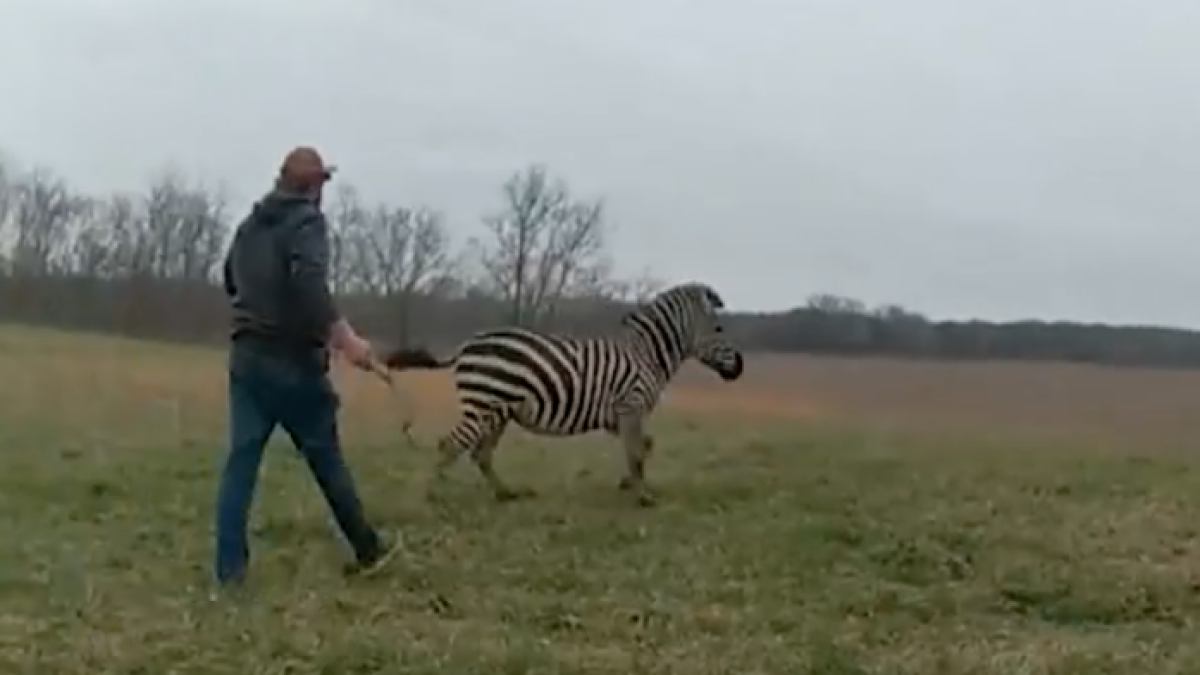 Zebra Almost Bites Off Ohio Man’s Arm in Attack – NBC 6 South Florida