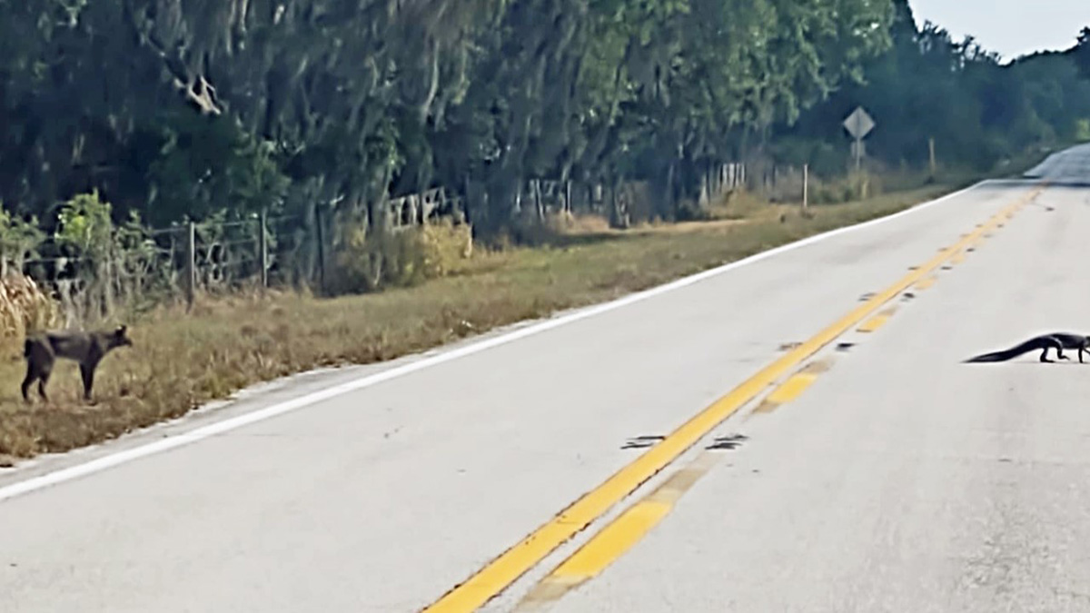 Bobcat, Alligator Caught on Camera Crossing Road in Polk County – NBC 6 ...