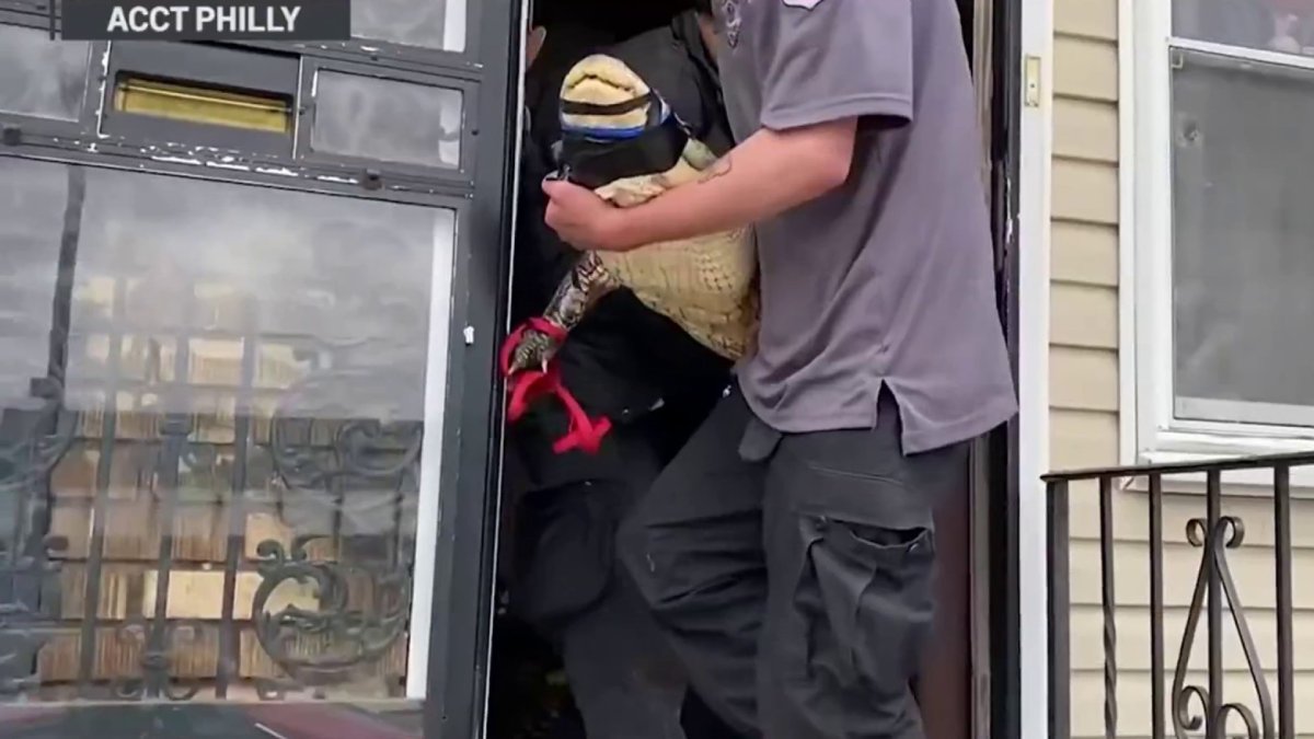 See You Later, Alligator. A Woman Surrendered Her 8-Foot Alligator From ...