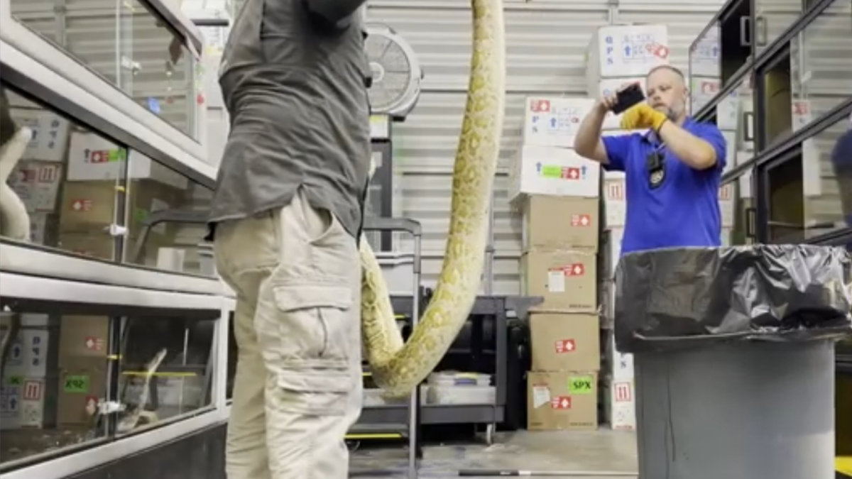 Video of ‘Holy Thursday Massacre’: FWC Officers Kill Pythons, Boa – NBC ...