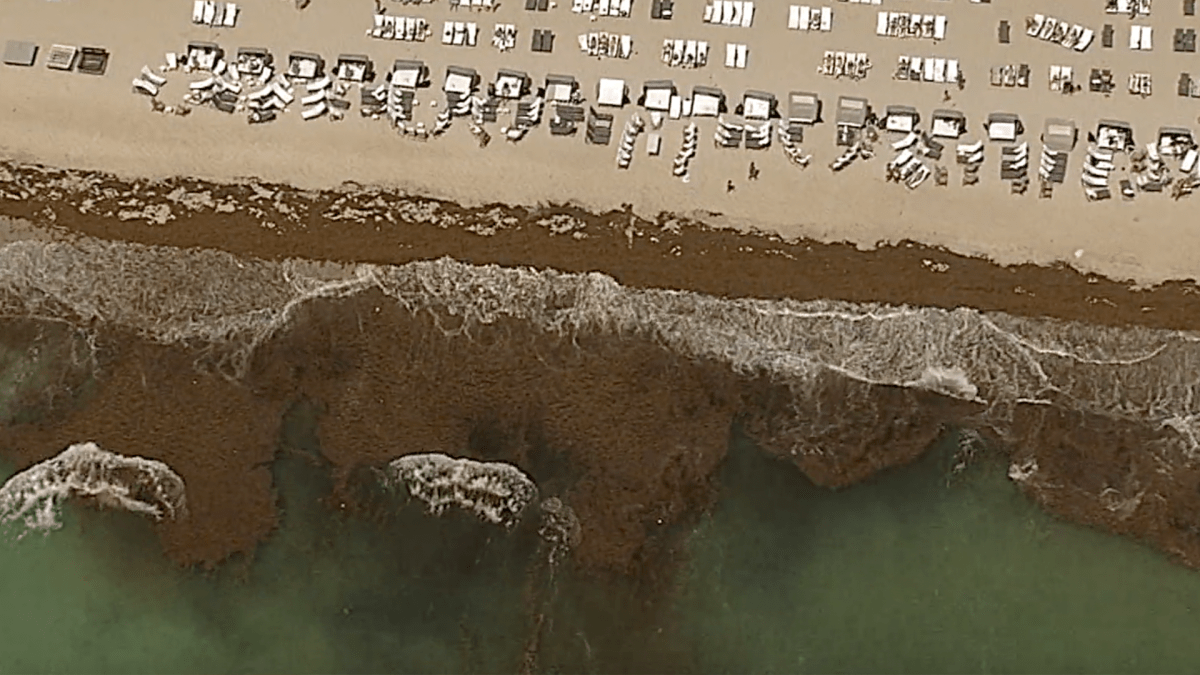 Sargassum in Florida: Why is There So Much Seaweed at the Beach in 2023 ...