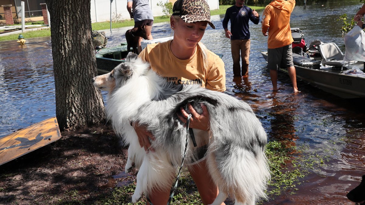 How Do You Evacuate For a Hurricane With a Pet? – NBC 6 South Florida