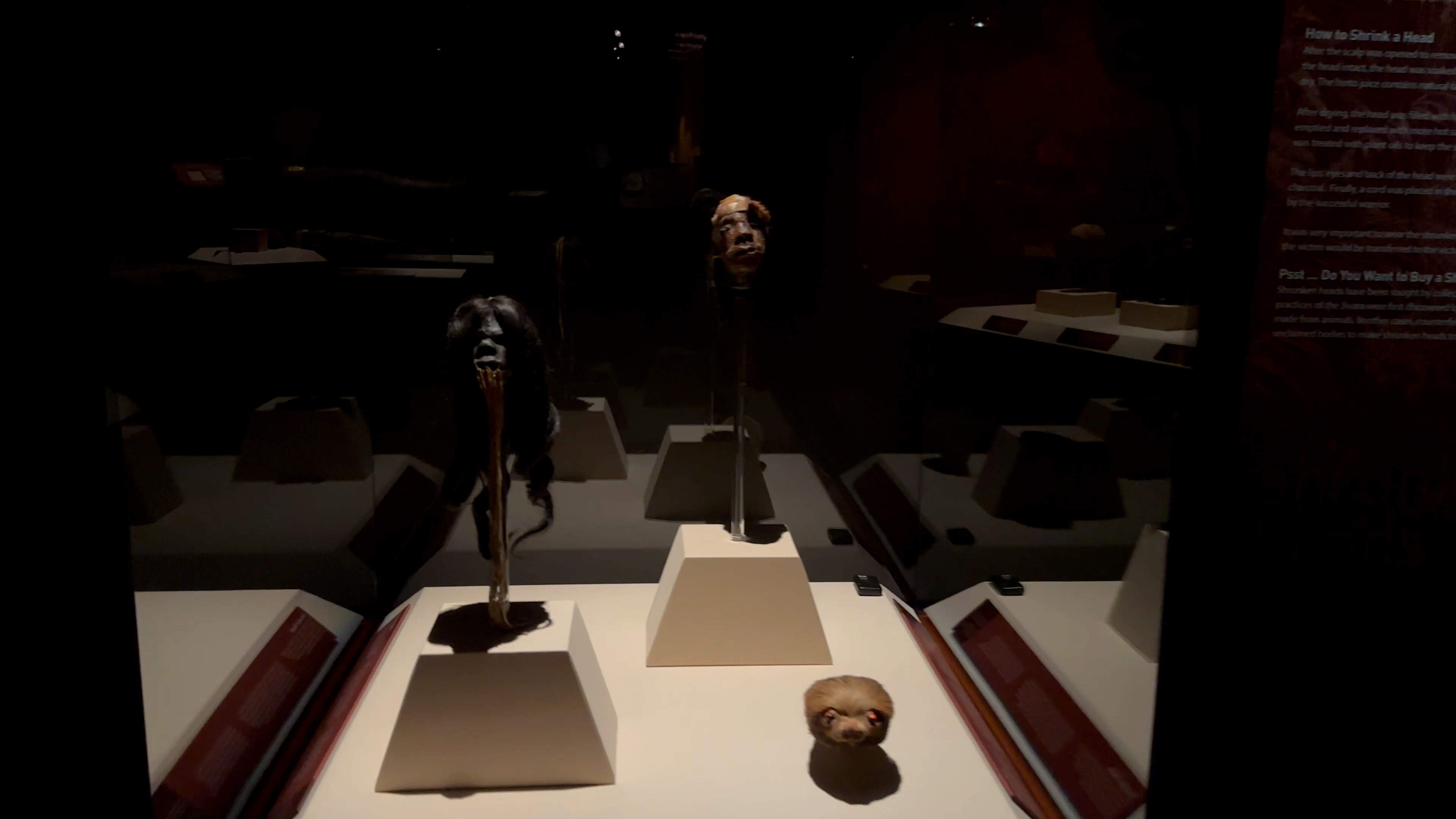 Mummies of the World Exhibit Arrives at Frost Museum – NBC 6 South Florida