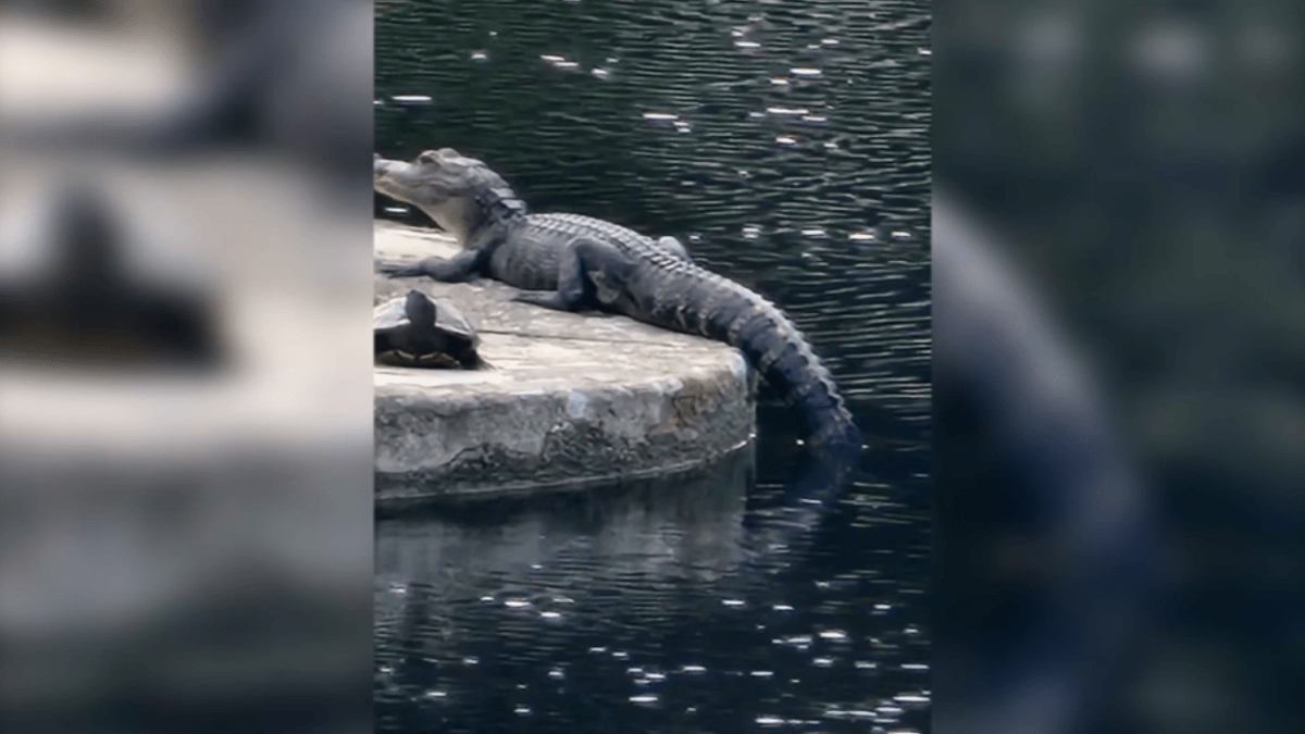 Alligator at Miami Cemetery: What to Do If You Spot a Gator – NBC 6 ...