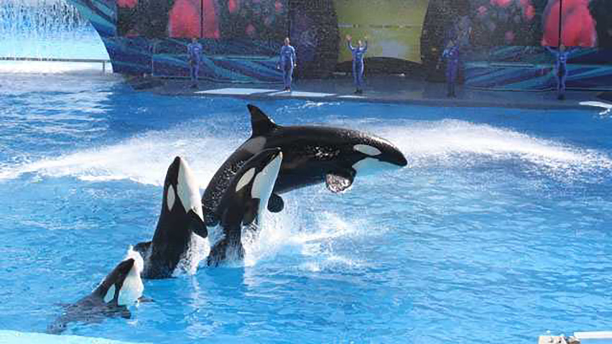 SeaWorld Orlando trainer breaks wrist after orca closes mouth on arm ...