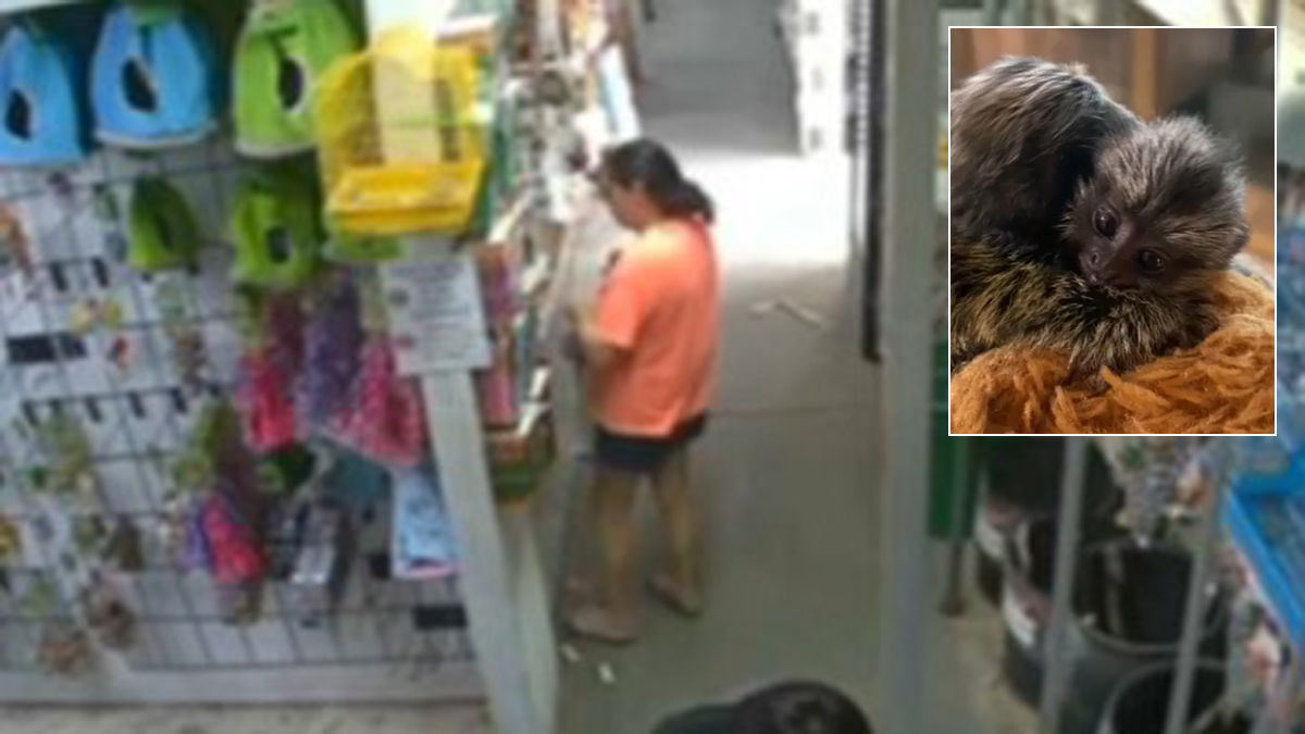 Cutler Bay woman caught on camera stealing pet shop monkey also stole ...