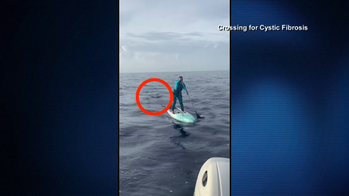 Video shows hammerhead shark following woman on paddleboard – NBC 6 ...