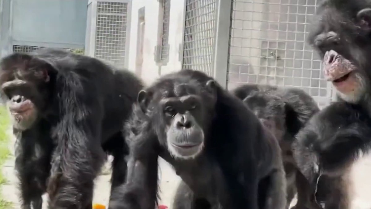 Vanilla the viral chimpanzee adjusts to new life at Florida sanctuary ...