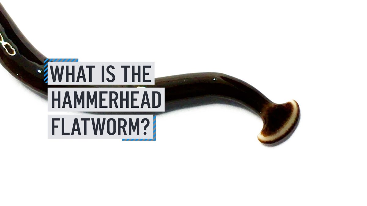 Hammerhead worms: Everything to know about the invasive pest – NBC 6 ...