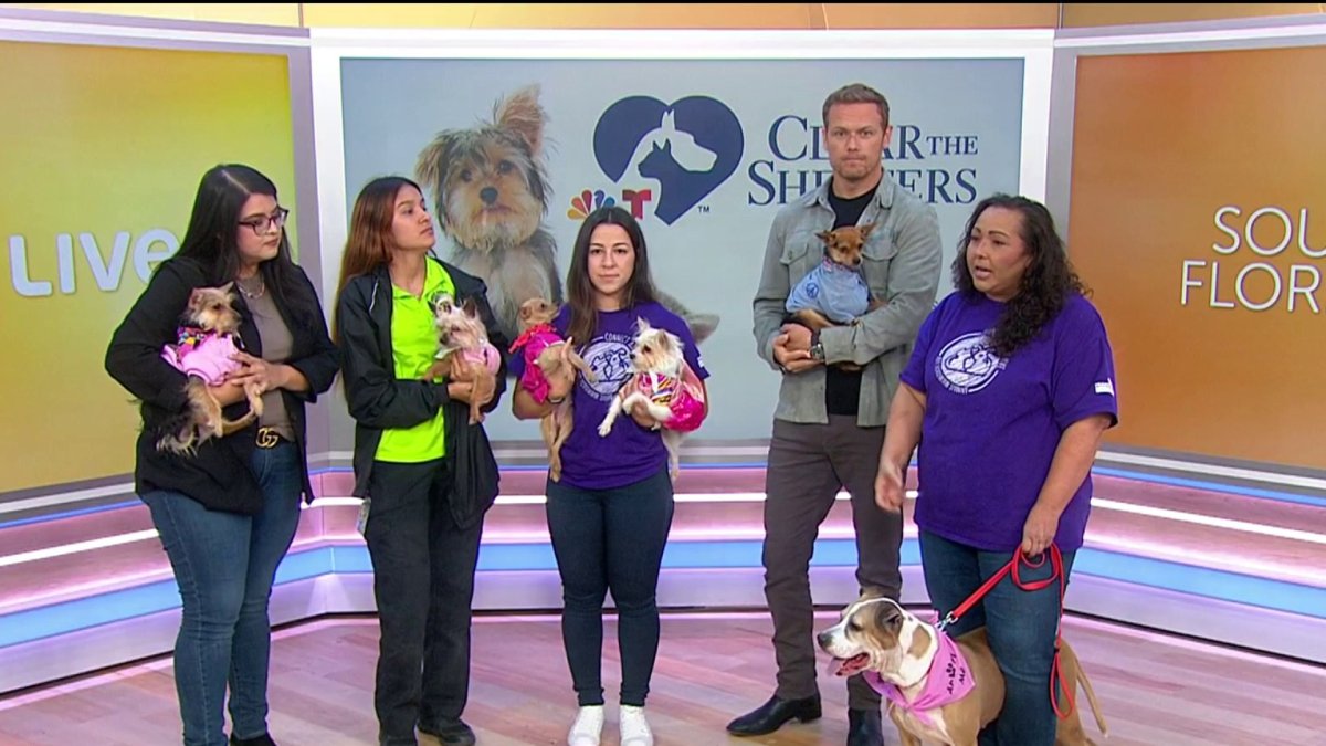 Clear The Shelters: Help Miami-Dade shelter dogs find a forever home ...