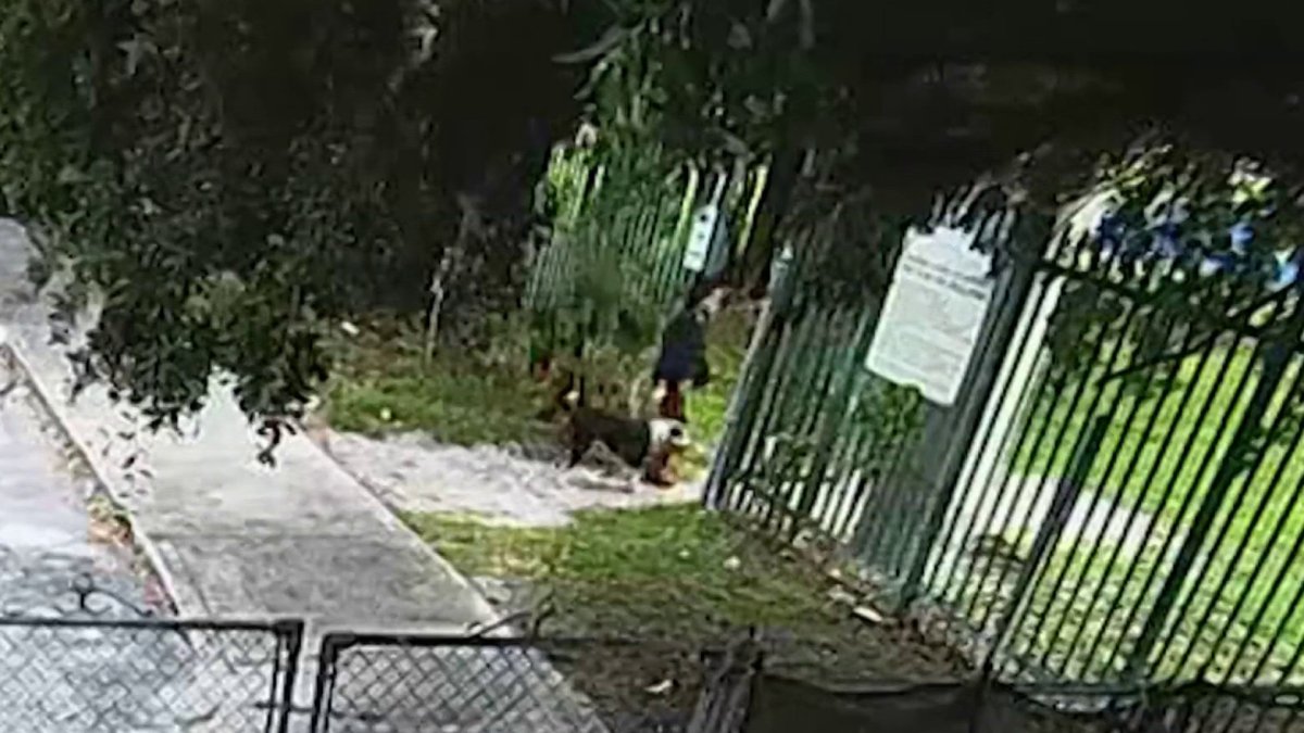 Pet owners dump dog at Athalie Range Park in Little Haiti – NBC 6 South ...