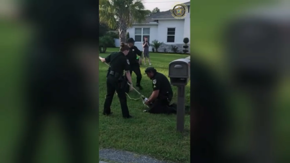 Video of five-foot alligator captured by Flagler County deputies – NBC ...