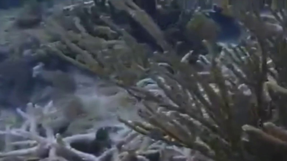 Coral crisis in South Florida intensifies with widespread bleaching ...