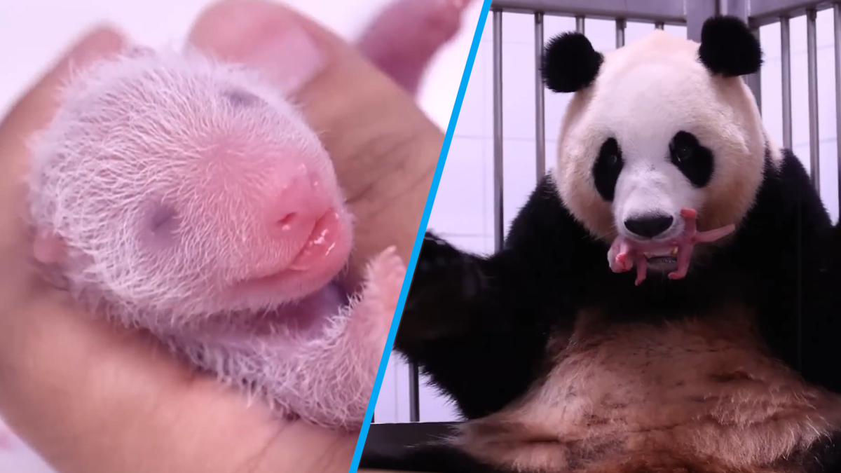 Aww! Panda twins born at South Korean Zoo – NBC 6 South Florida