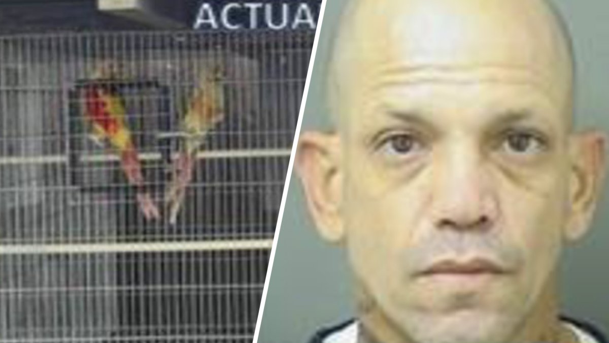 Alleged bird thief caught after dumping $10k worth of conures in trash ...