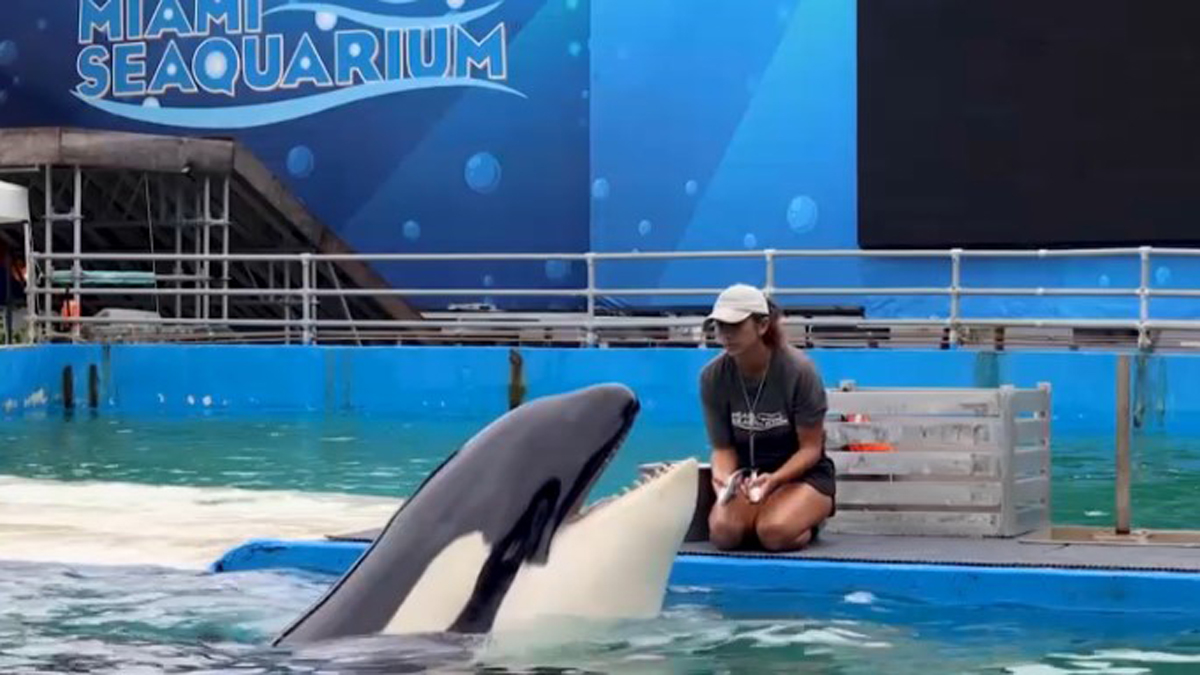 What does Lolita eat each day and 3 other things Miami Seaquarium does ...
