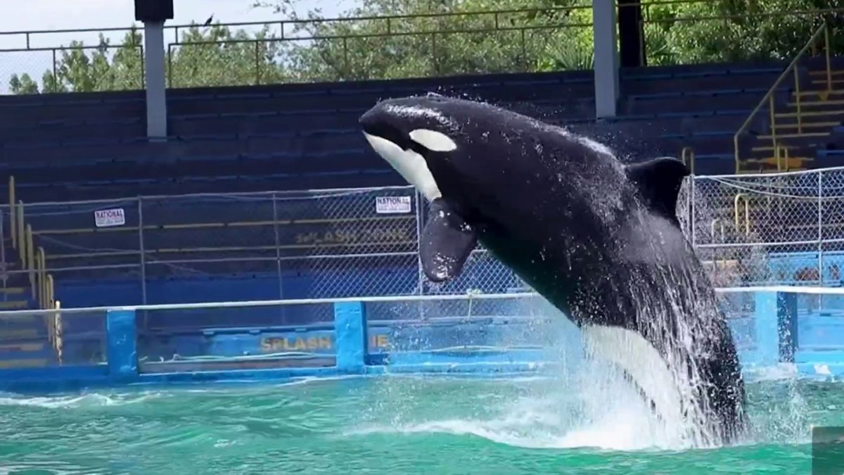Latest on Lolita: Miami Seaquarium officials provide update on beloved ...