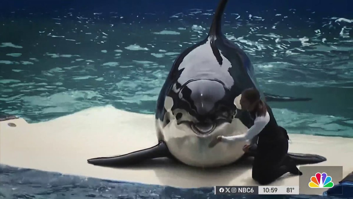 Lolita the orca dies at Miami Seaquarium after half-century in ...