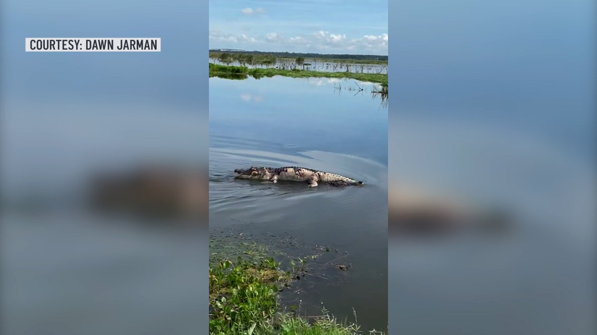 Shocking video shows large rotting alligator being dragged across ...