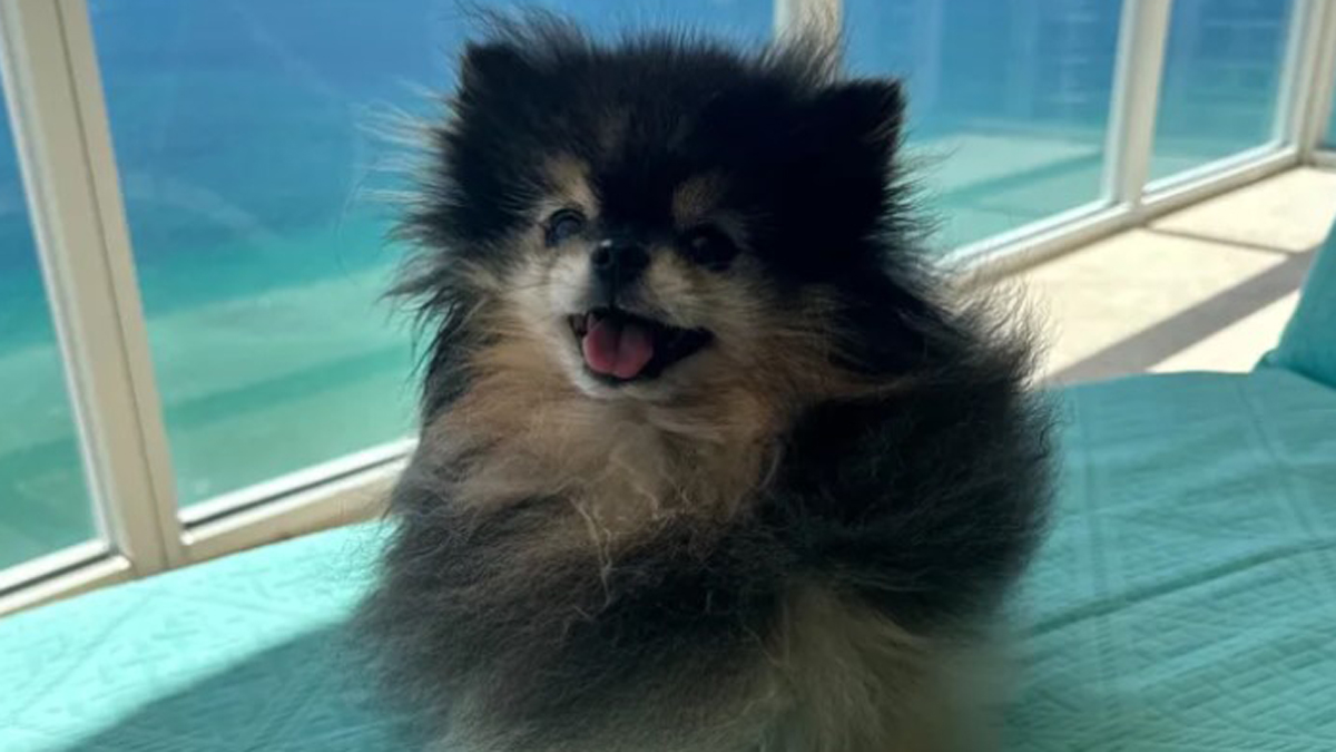 Pet sitter charged after dog dies in Sunny Isles Beach – NBC 6 South ...