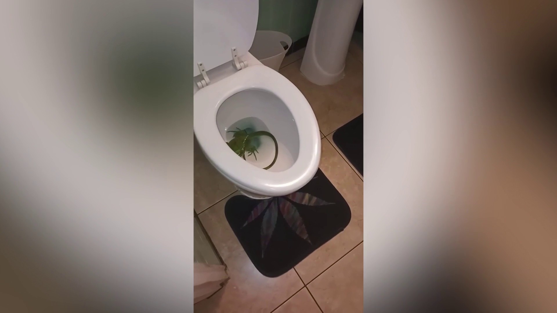 Toilet Together