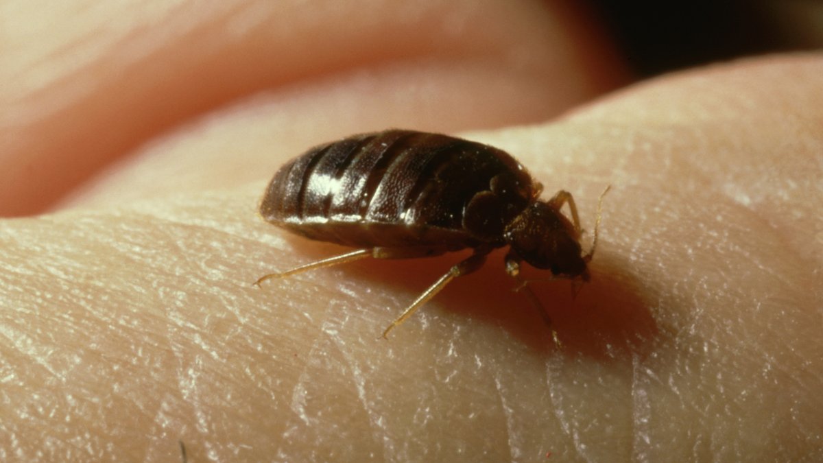 Concern for bedbugs rise in France ahead of 2024 Summer Olympics – NBC ...