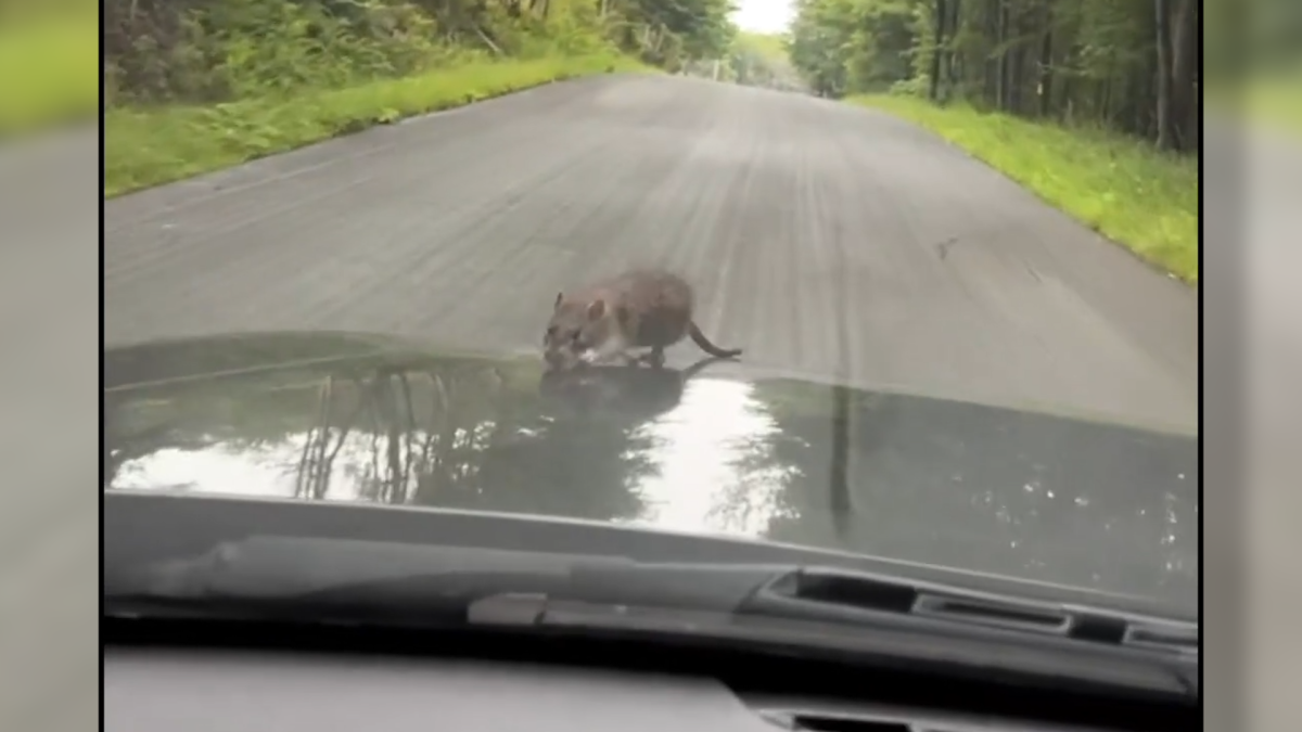 Brooklyn rat hitches a ride upstate in hood of car – NBC 6 South Florida