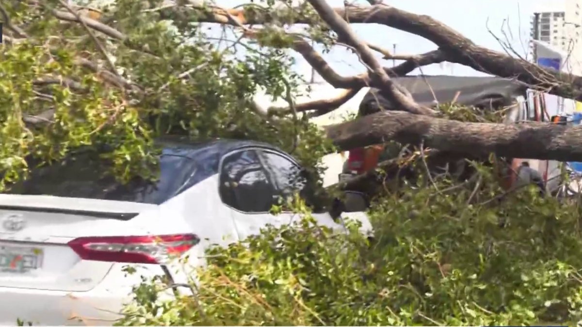 Video shows massive tree branch split after storms in Miami – NBC 6 ...