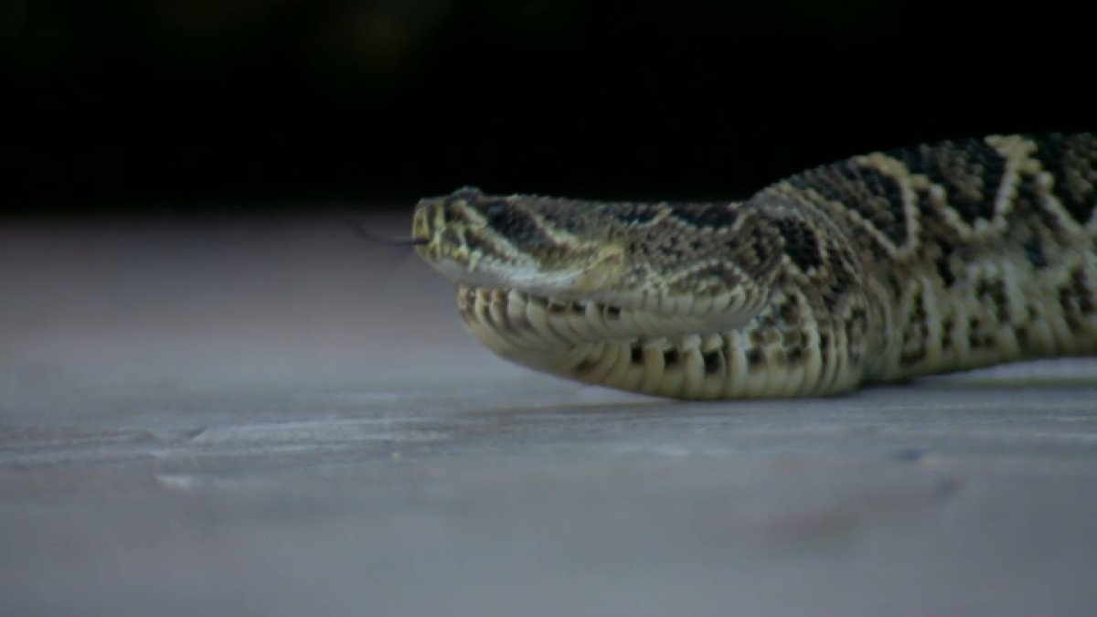 9-year-old boy has scary encounter with rattlesnake in Florida – NBC 6 ...