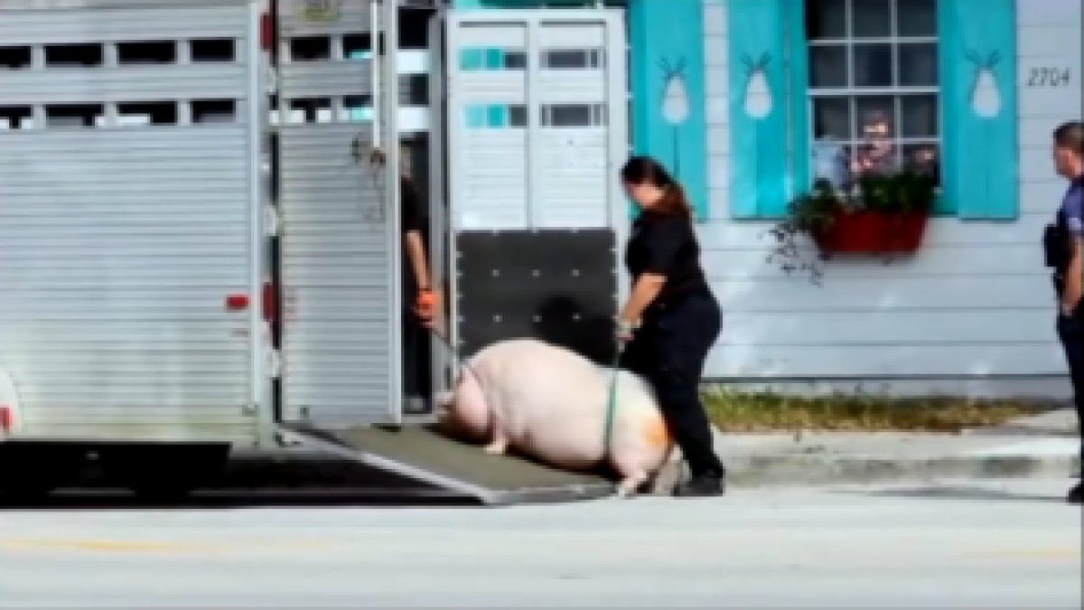 400-pound pig removed from West Palm Beach home – NBC 6 South Florida