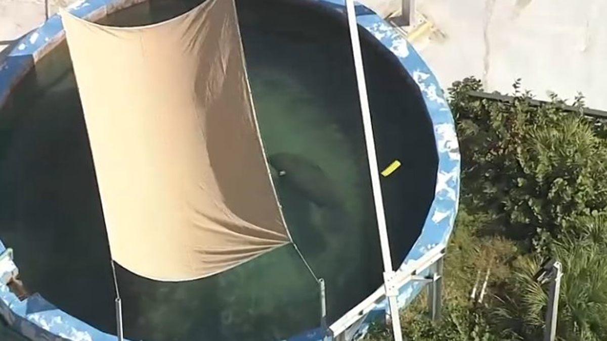 Miami Seaquarium manatees Romeo and Juliet relocated – NBC 6 South Florida