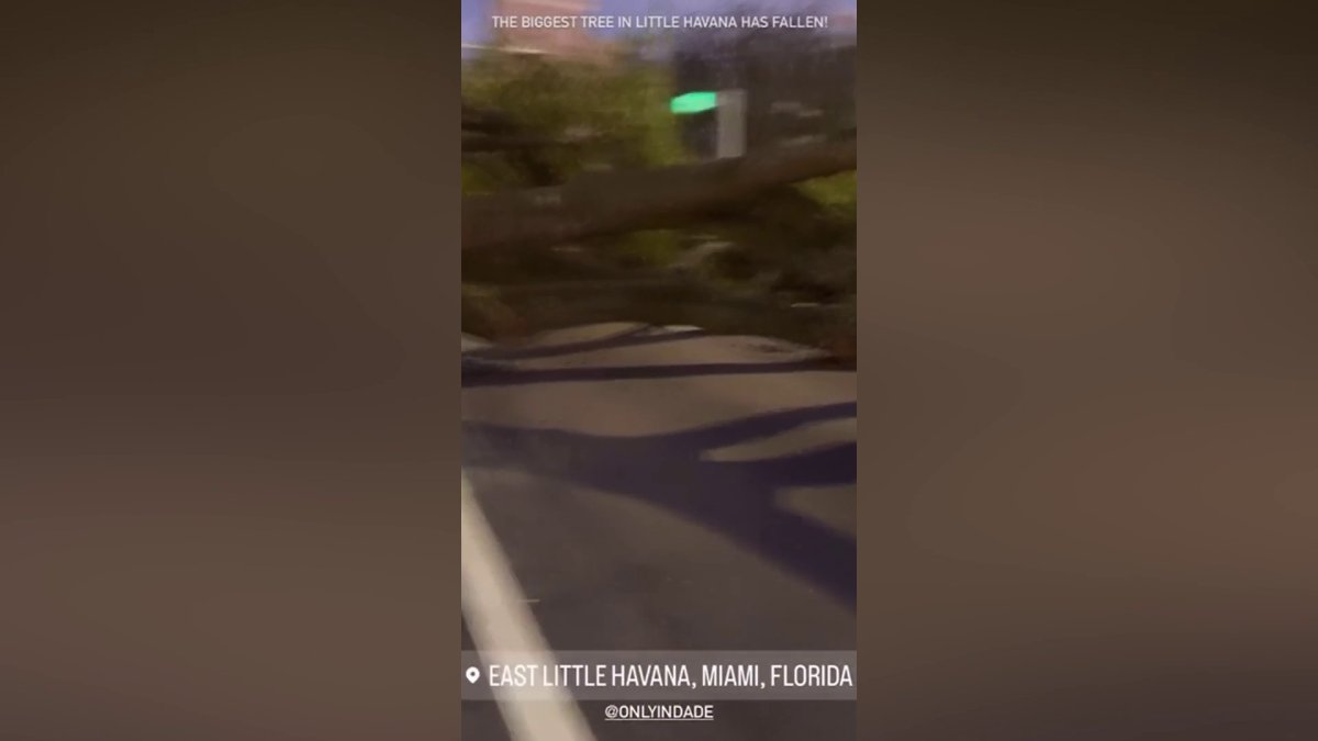 Large tree falls in Little Havana, crushes mini van parked underneath ...