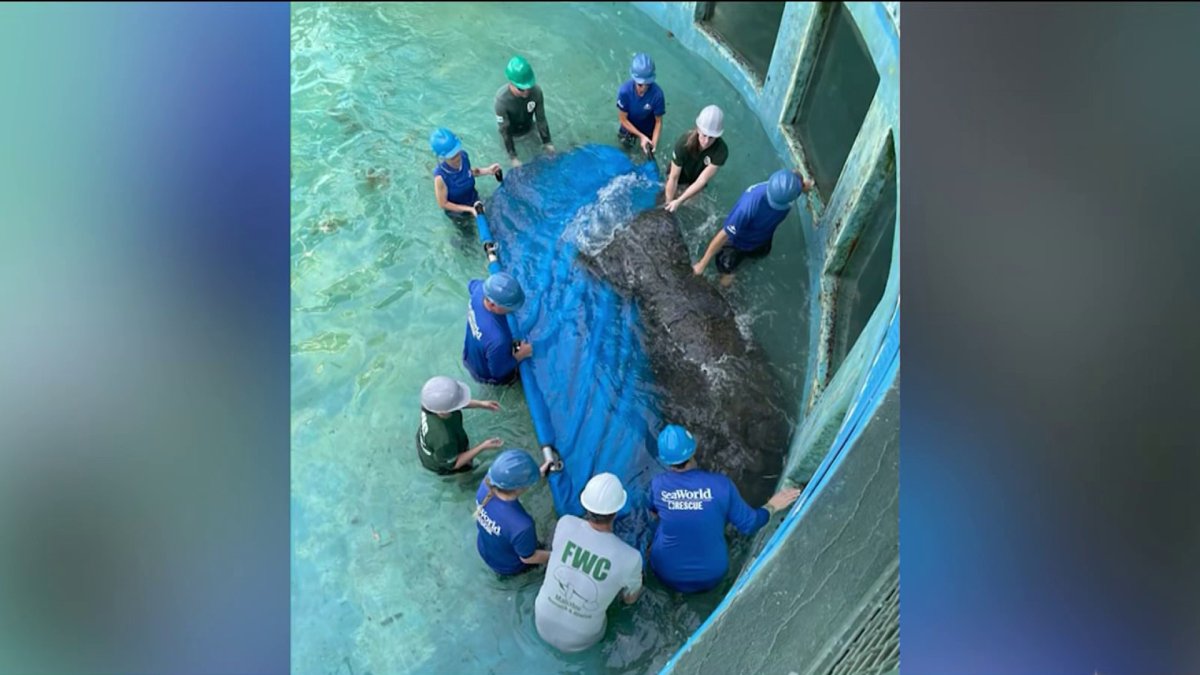 Future of the Miami Seaquarium after manatees Romeo and Juliet ... Future of the Miami Seaquarium after manatees Romeo and Juliet ...