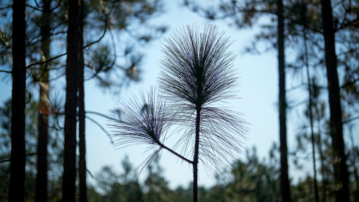 The longleaf pine species thrives when burnt. Southerners want to boost ...