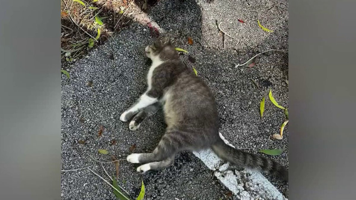 BSO investigates after cats, other animals found dead, injured in ...