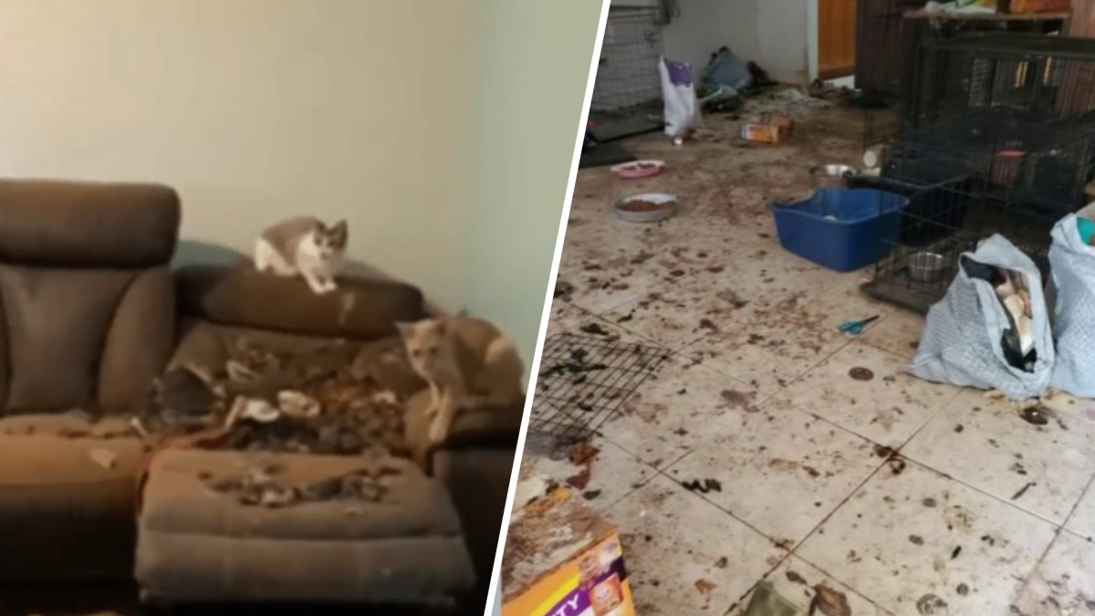 Sunrise animal rescuer sentenced to 3 years in prison for hoarding cats ...