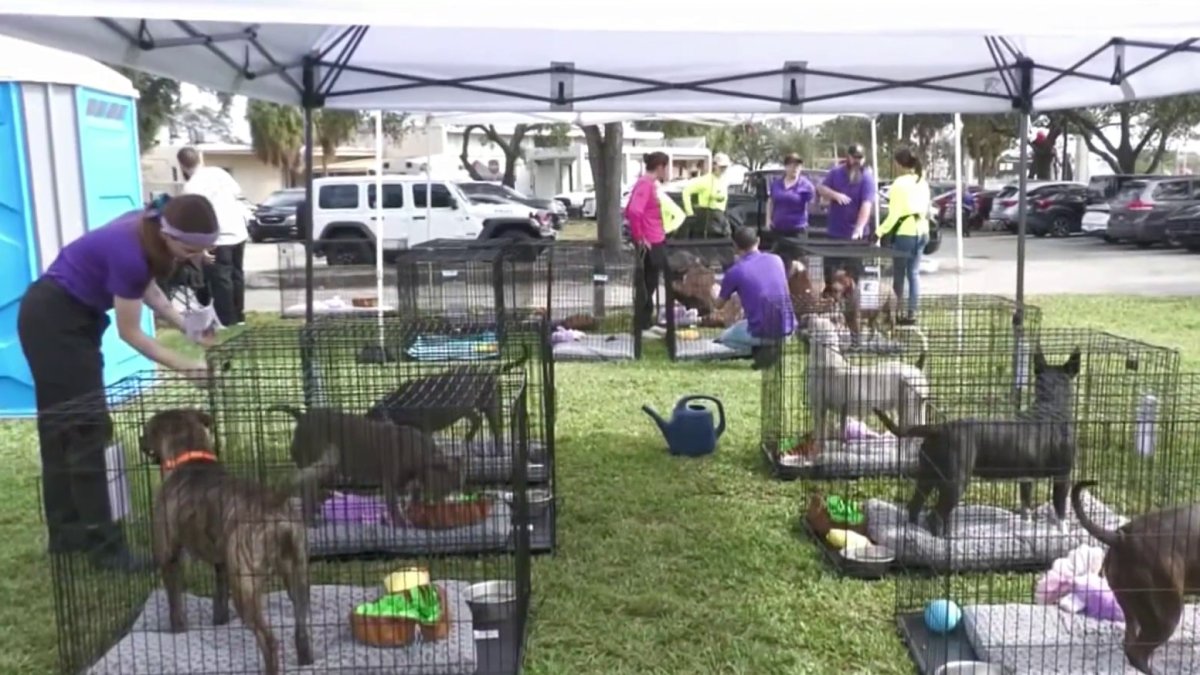 Miami-Dade Animal Services holds adoption event – NBC 6 South Florida