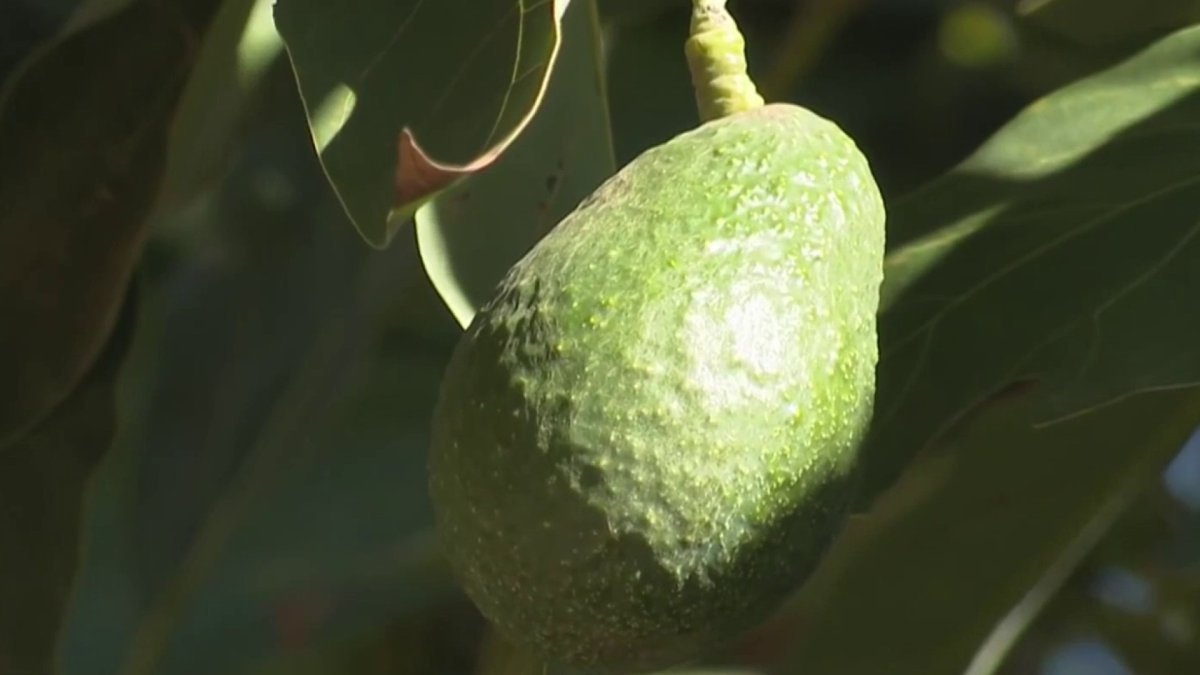 Trio arrested for picking 1,000 pounds of avocado from Miami-Dade farm ...