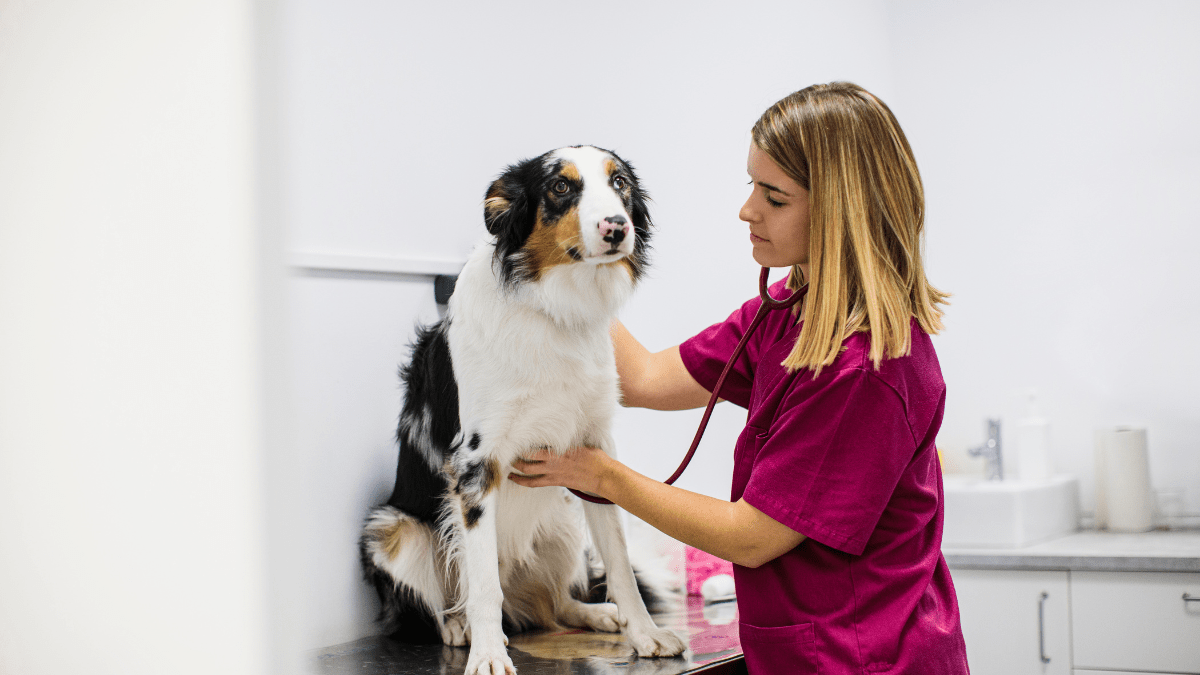 Dog respiratory illness Florida: how to keep your pet safe in outbreak ...