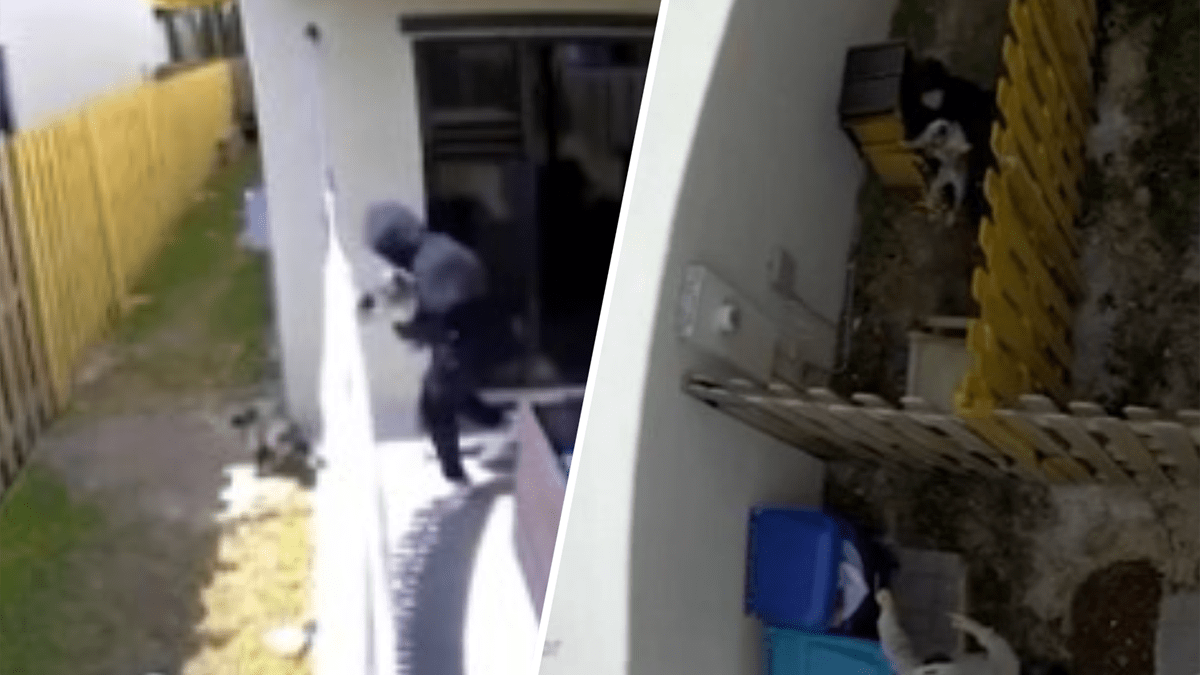 Thief caught on camera stealing dog, puppies from Princeton home was ...