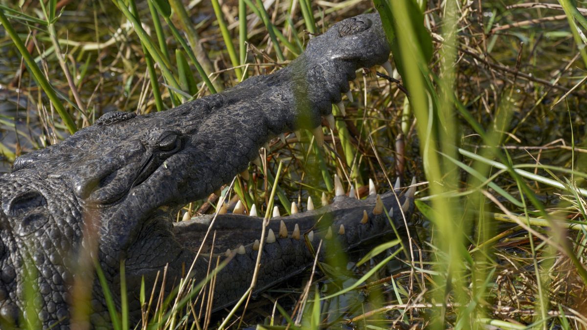 Crocodile bites man in the leg at Everglades National Park: Officials ...