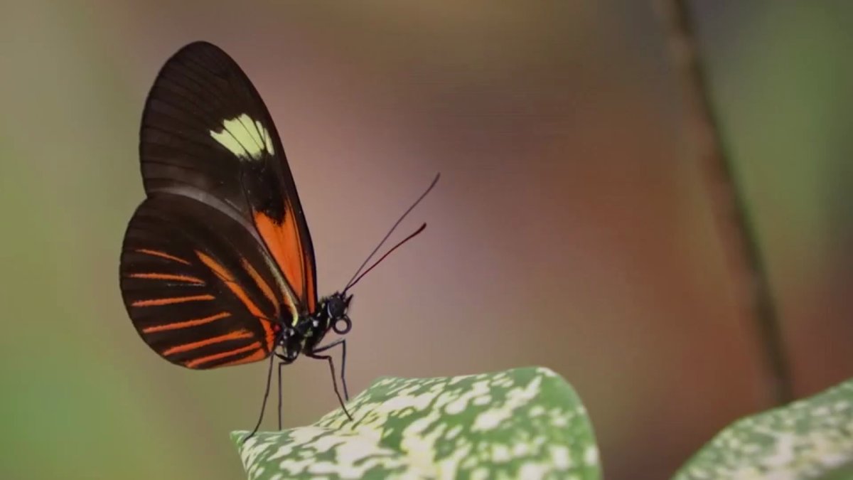 Butterfly population declines as climate change intensifies – NBC 6 ...