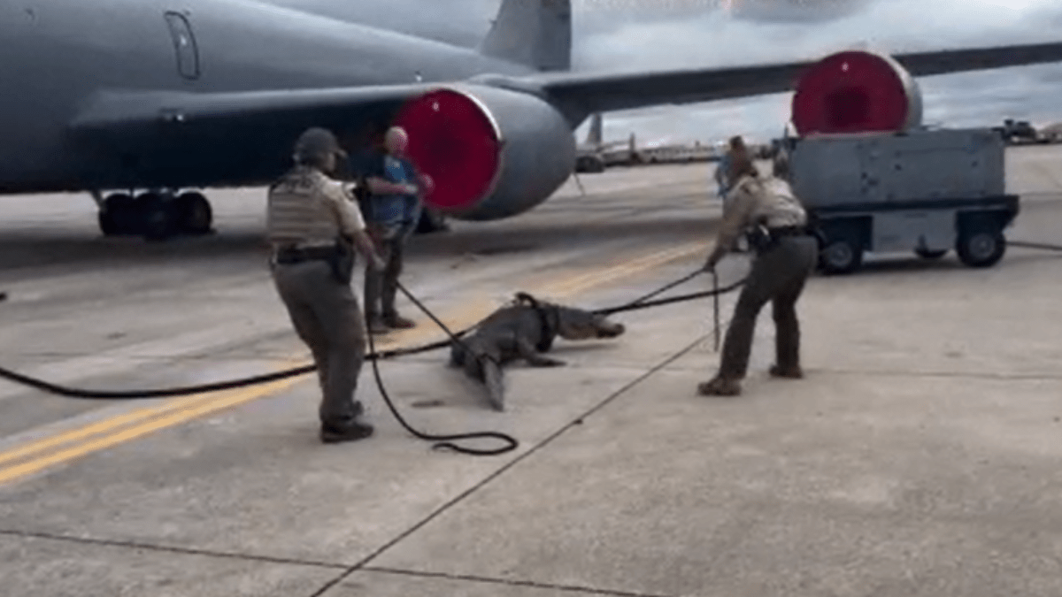 Video of gator captured on runway of Air Force base in Tampa – NBC 6 ...