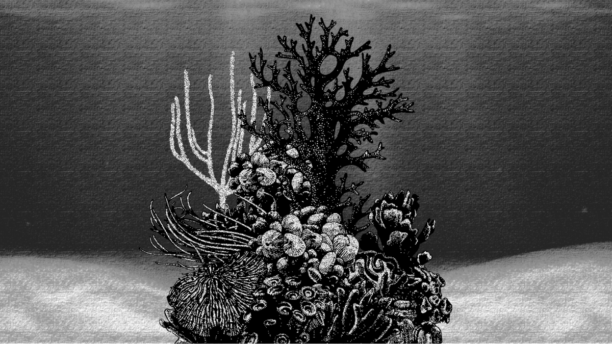 How these underwater memorials are saving marine life, one death at a ...